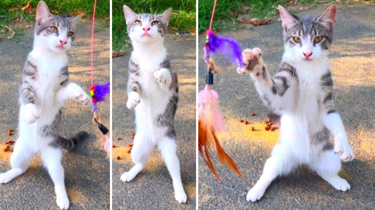 The Acrobatic Cat! The Best Balance! |4K - YouTube