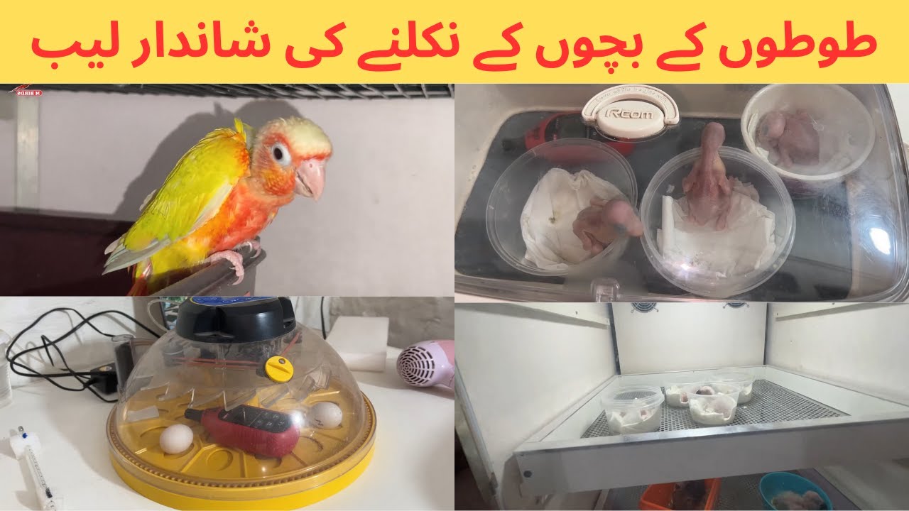 Modern Parrots hatching Lab | Parrots Breeding Progress Lab | Parrots ...