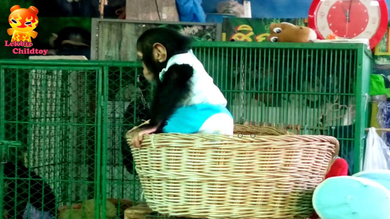 Small Chimpanzee monkey @Samutprakarn Zoo - YouTube