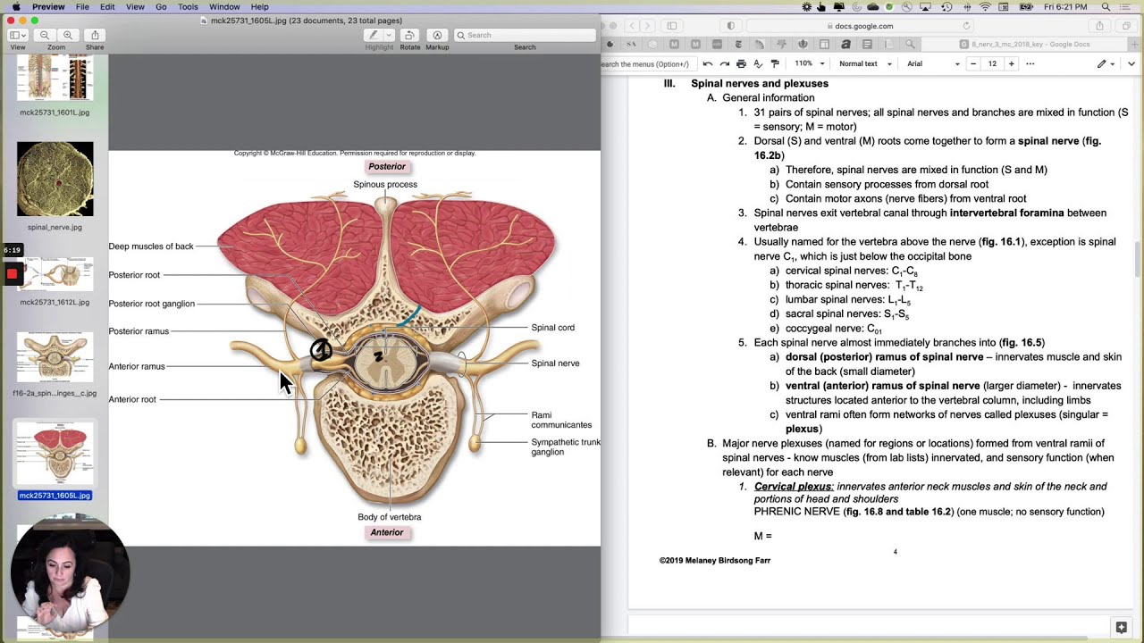 Spinal cord Nerves ANS4 Roots, rami, plexuses - YouTube