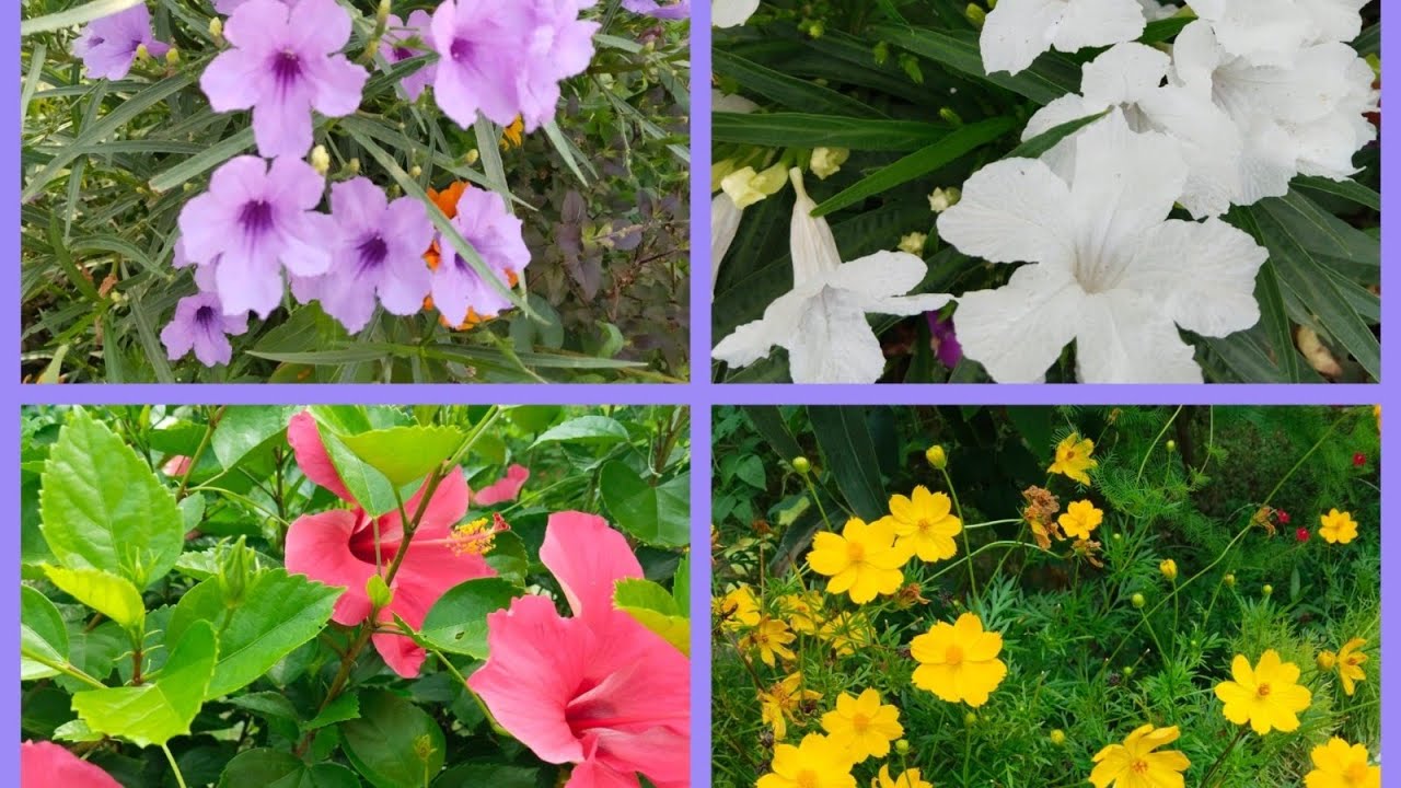 August Me Khil Rhe Hai Khubsurat Phool |Beautiful Flowers Blooming In ...