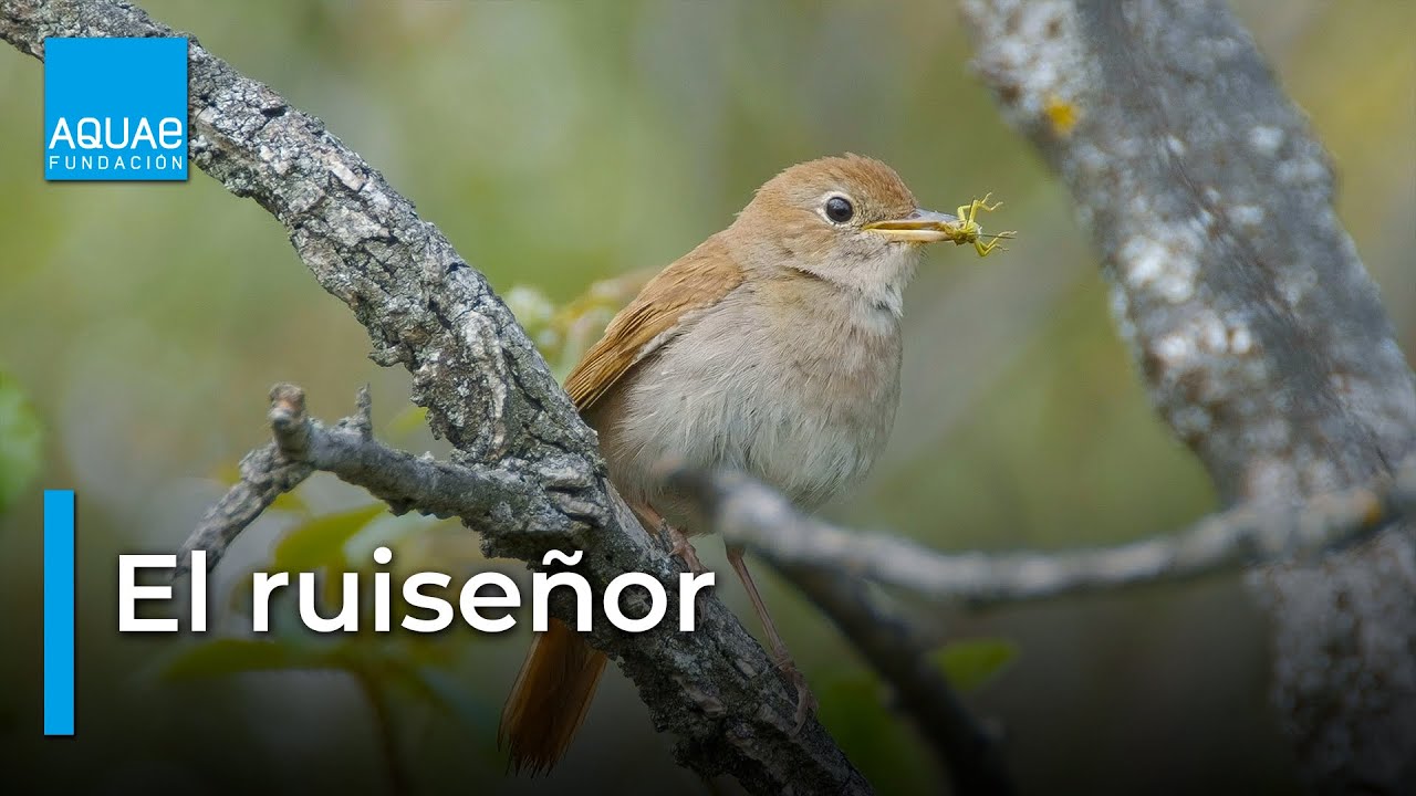 El RUISEÑOR , el CANTO que no cesa - YouTube