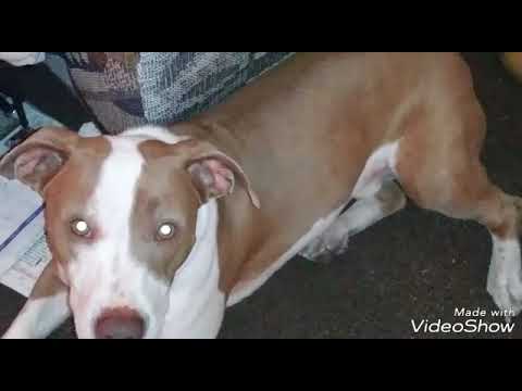 WHITNEY WISCONSIN MY DOG IS LONELY - YouTube