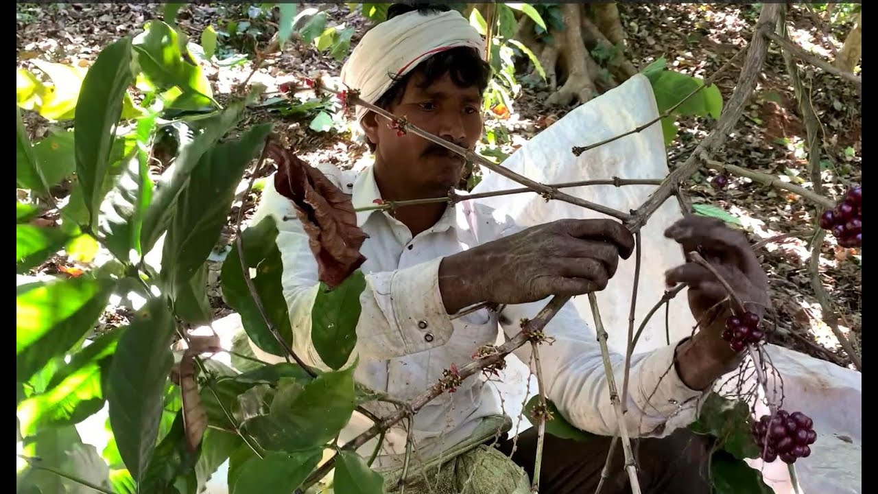 COFFEE CHERRY PICKING - YouTube