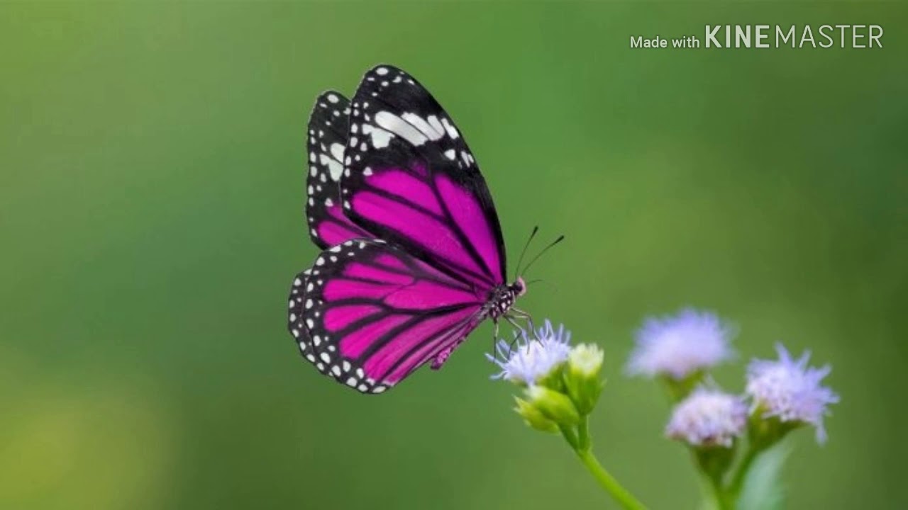 ^Butterfly Wings Protection Combo^ Binary Code $Listen Once$ - YouTube