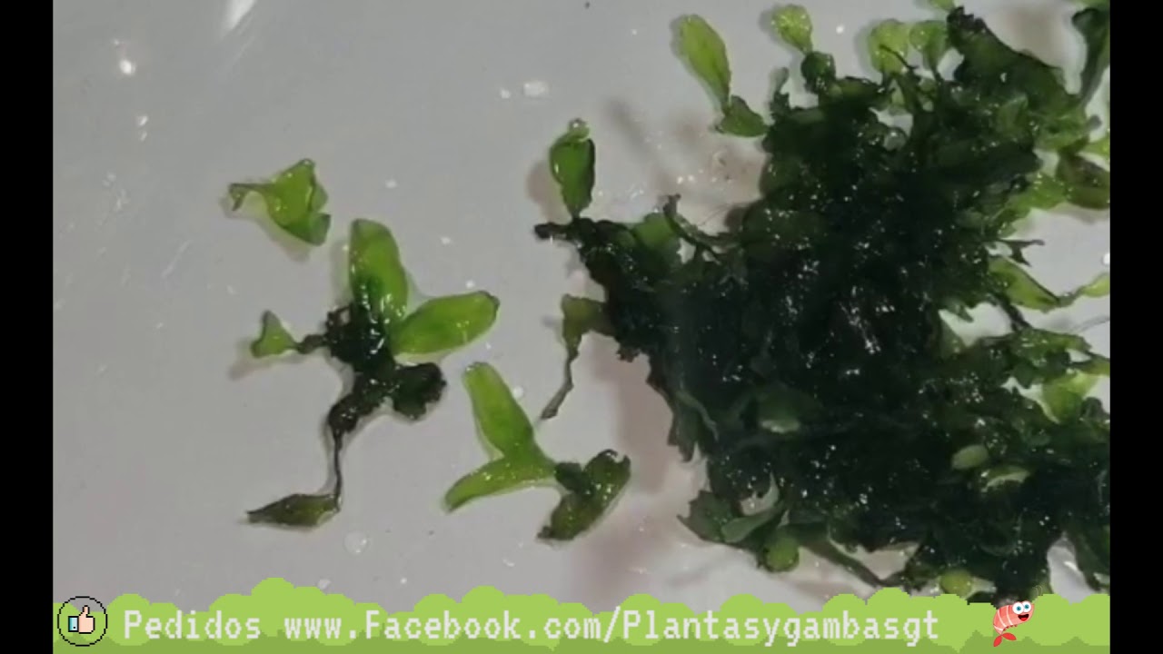 L3 N15 Musgo Pellia Limariopsis - YouTube