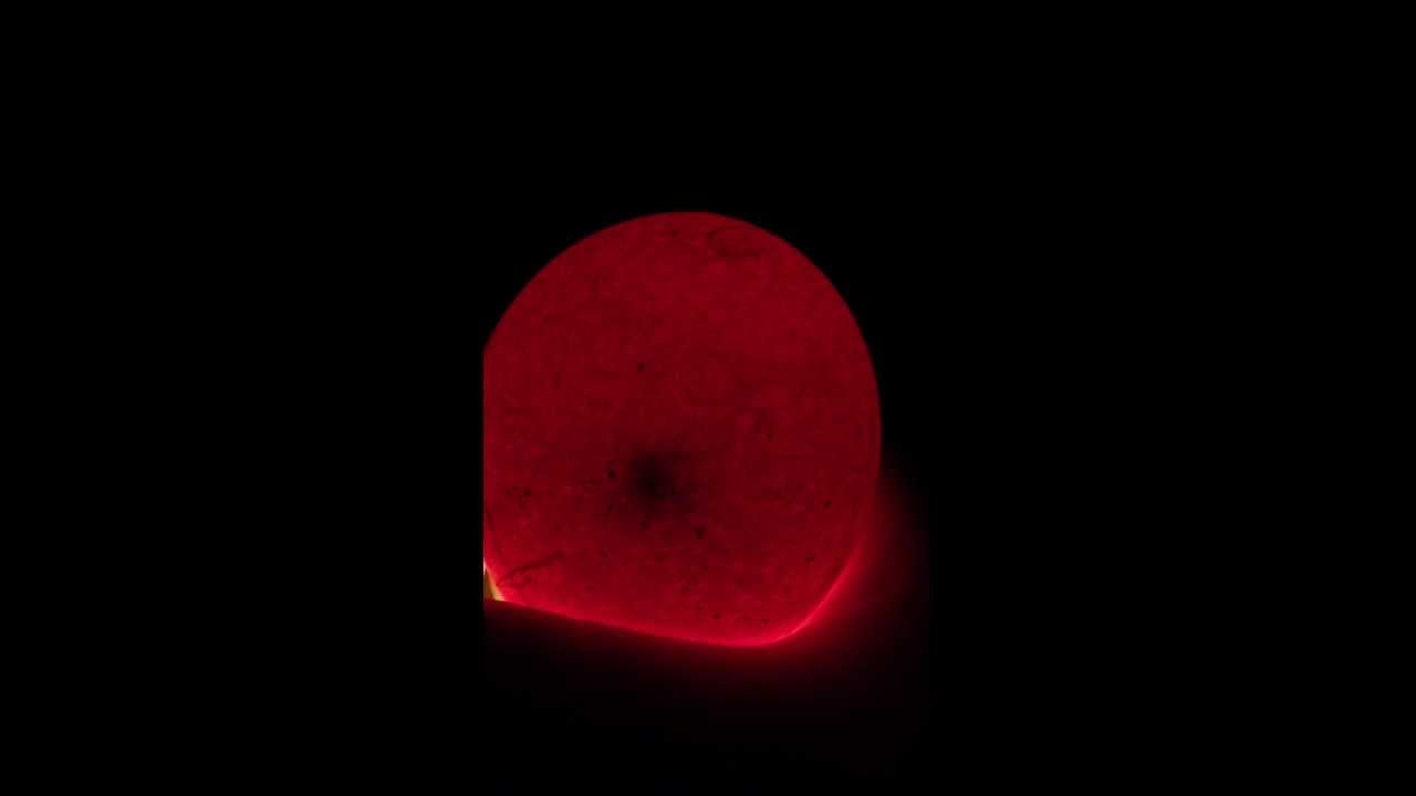 Day 10 chicken embryo - YouTube