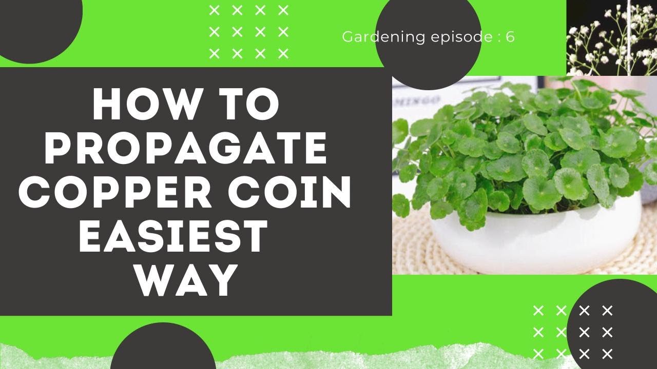 Easiest Way to Grow Copper Coin | Common Pennywort | Chinese money ...
