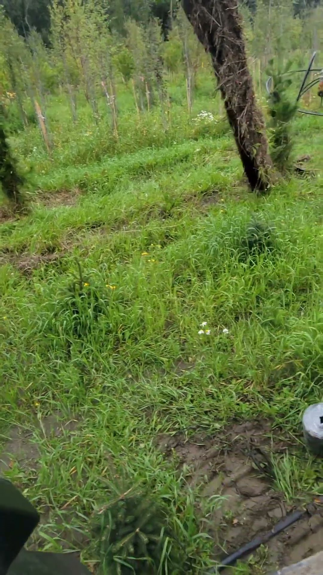 Pinchers pulling weed fabric #fortheboys #skidsteer #trap #farm - YouTube