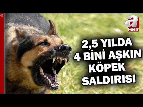 İçişleri bakanlığı verileri paylaştı! 2.5 yılda 4 bini aşkın köpek saldırısı gerçekleşti | A Haber