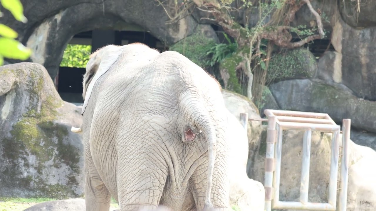 Elephant pooping in 4k Chords - Chordify