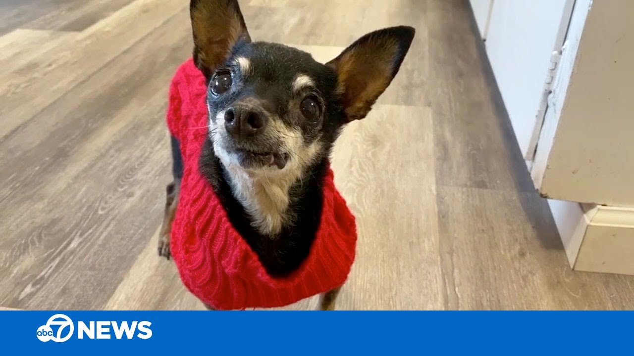 Toothless therapy dog brings smiles and comfort during dental visits ...