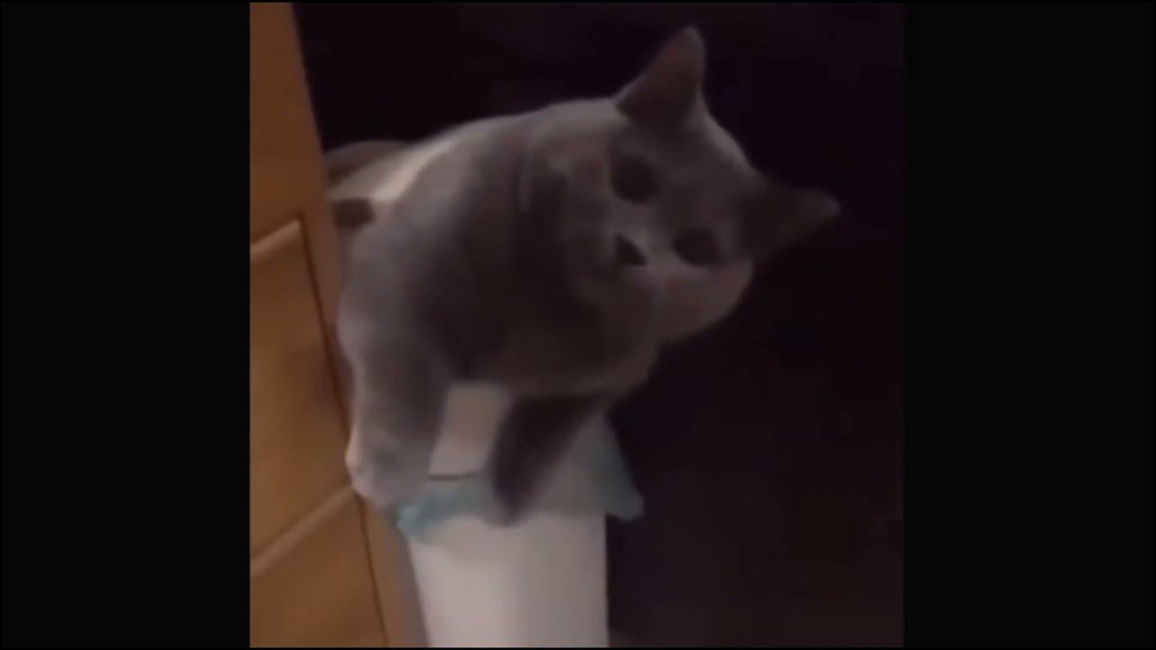 Tony Baker voice over. Skippity paps all day! - YouTube