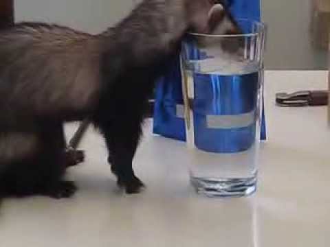 Adorable Ferret Drinks Water From a Glass - YouTube