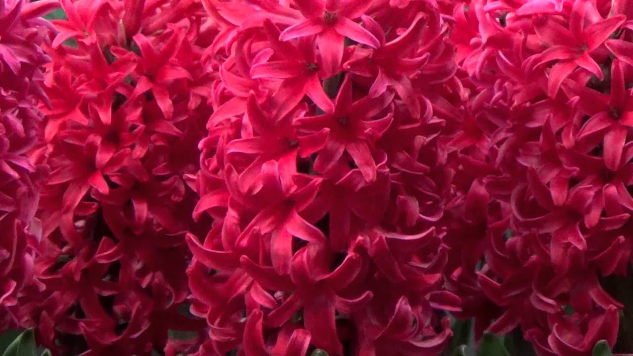 Hyacinth Jan Bos - Red Hyacinth "Jan Bos" Bulbs - YouTube