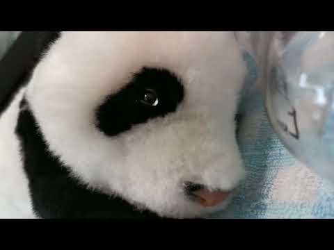 Unboxing a cute realistic 1.5-month-old  giant baby panda plush toy!