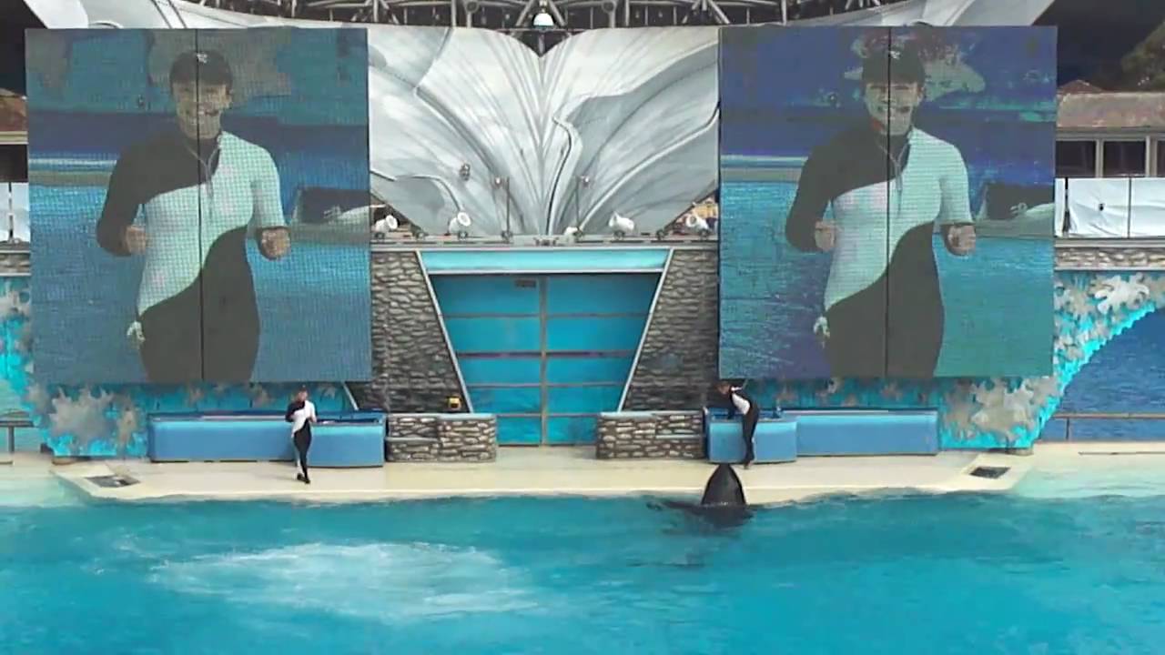 A história da Shamu - YouTube