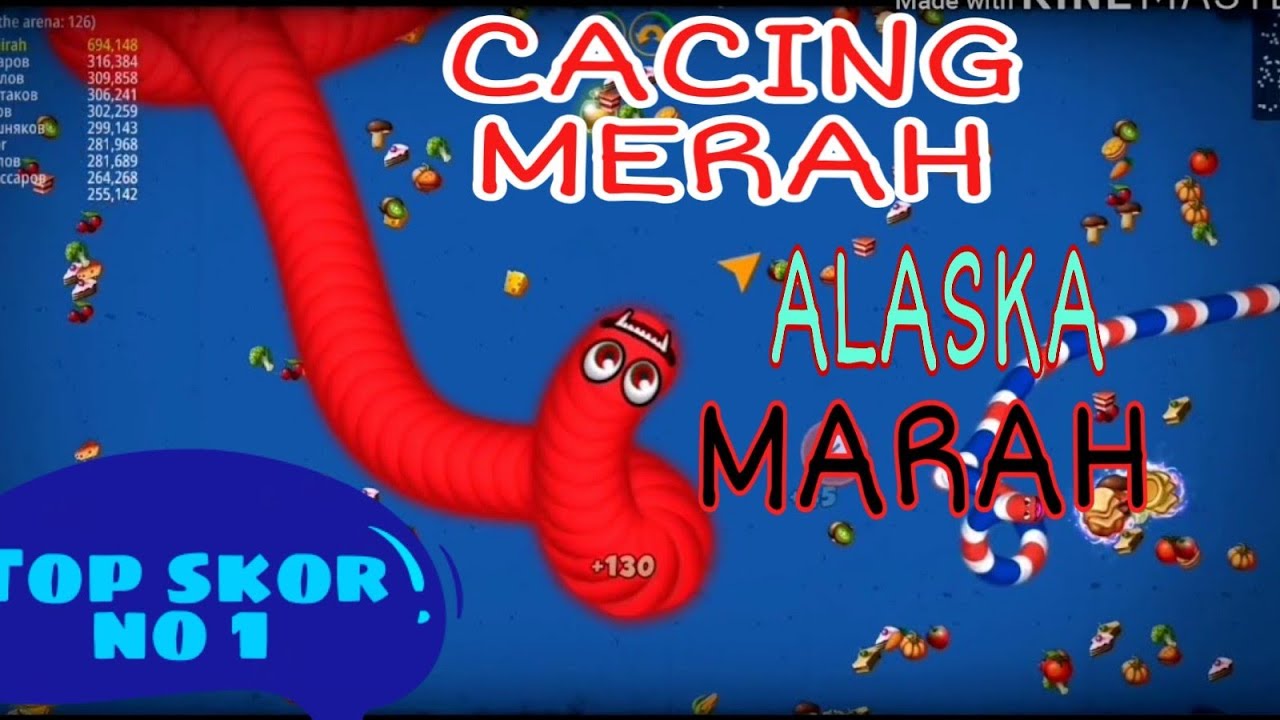 CACING BESAR ALASKA MERAH worms zone - YouTube