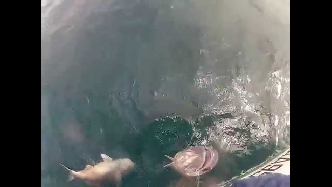 Blue eye trevalla - YouTube