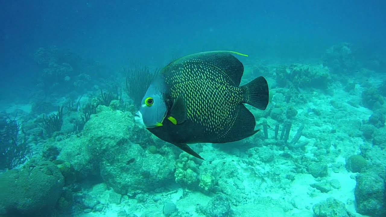 Bonaire Fish - YouTube