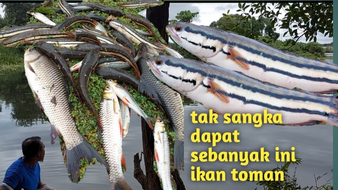 NIAT NYA MAU MENJALA IKAN BULAN-BULAN TAPI YANG DAPAT IKAN INI # ...