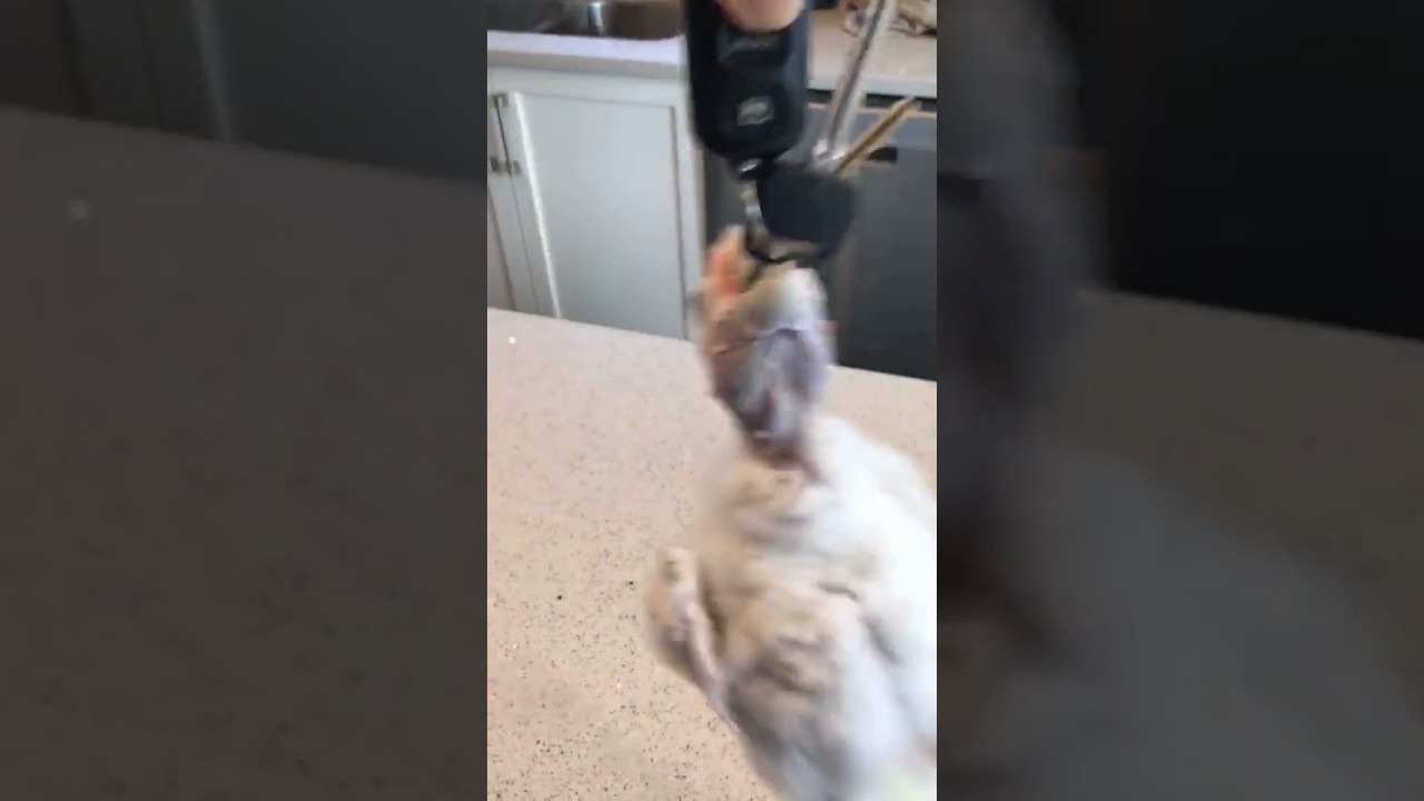 Coco the bird #2 - YouTube