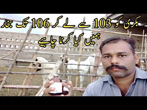 Goat Fever Treatment | Goat Fever Medicine | Bakri K Bukhar Ka Ilaj ...