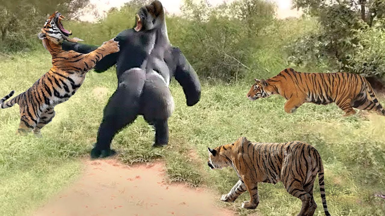 Witness The Unforgettable Battle Between A Mighty Gorilla and Ferocious ...