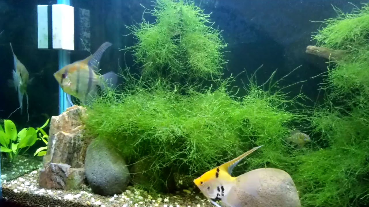 Acuario con musgo de java! - YouTube