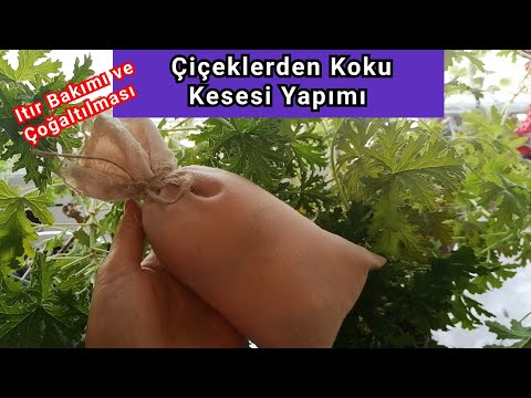 Çiçeklerden KOKU KESESİ Yaptım. Itır Çiçeğinden Koku Kesesi. Itır Çiçeğinin Bakımı ve Çoğaltılması.