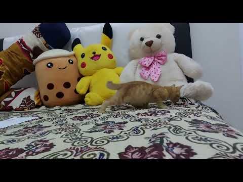 Abkara Tasykurun - Kucing oren tasya main dikasur lucu