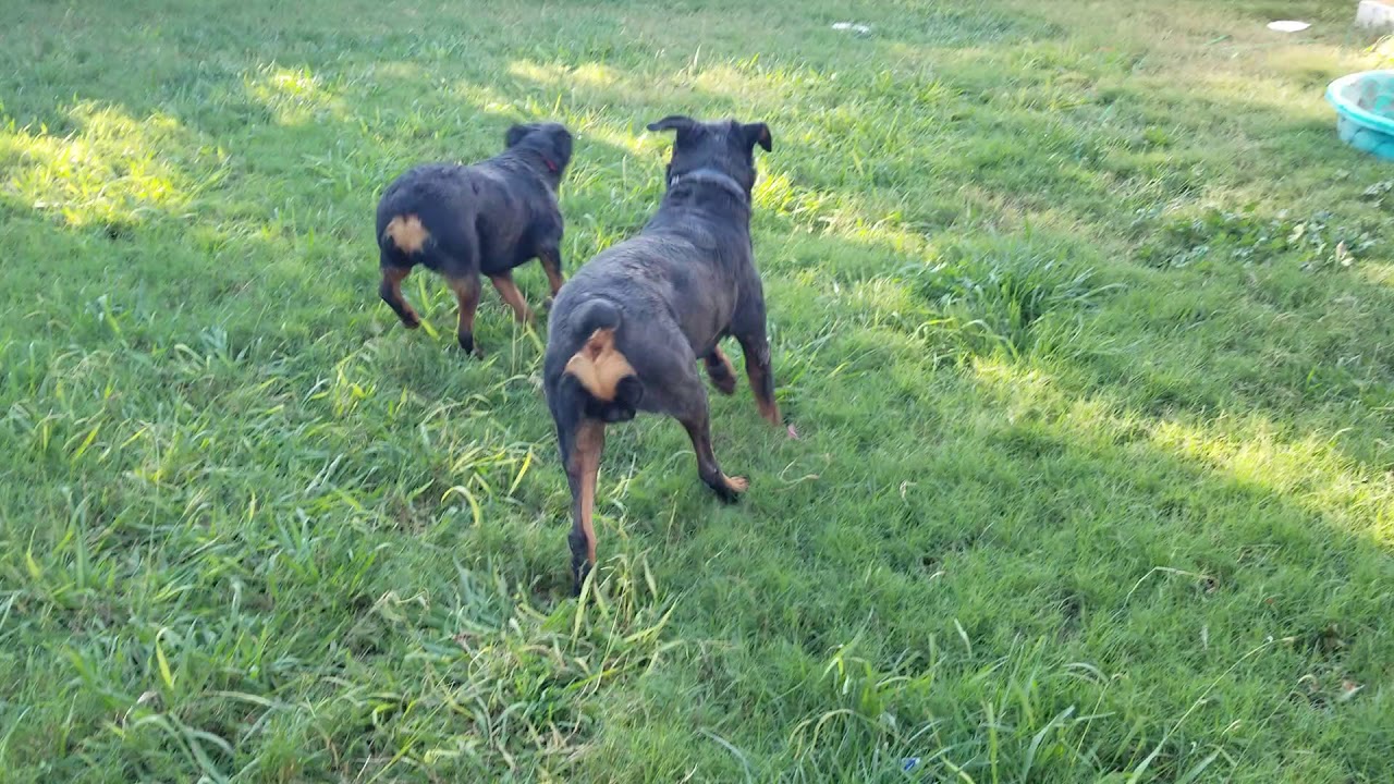 Rottweiler going into heat. 1st sign - YouTube
