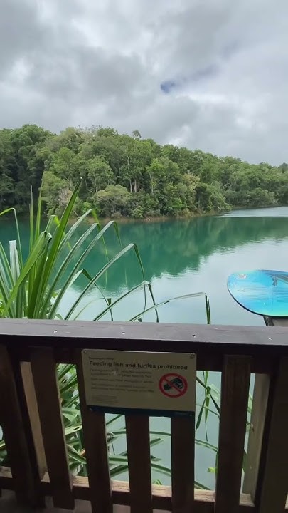Turtle Viewing Deck👀 Lake Eacham🏞️ Queensland, Australia 🇦🇺 - YouTube