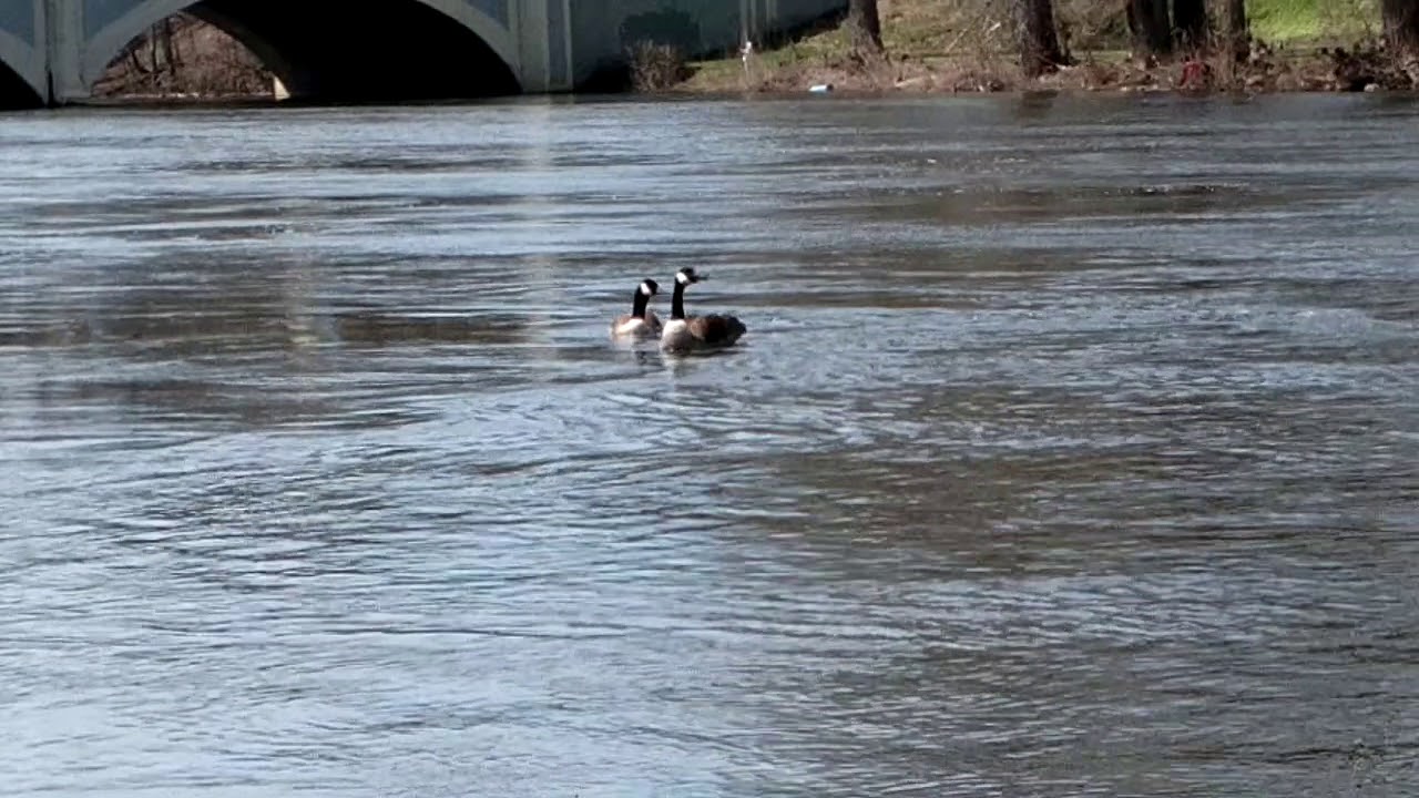 A very loud goose. - YouTube