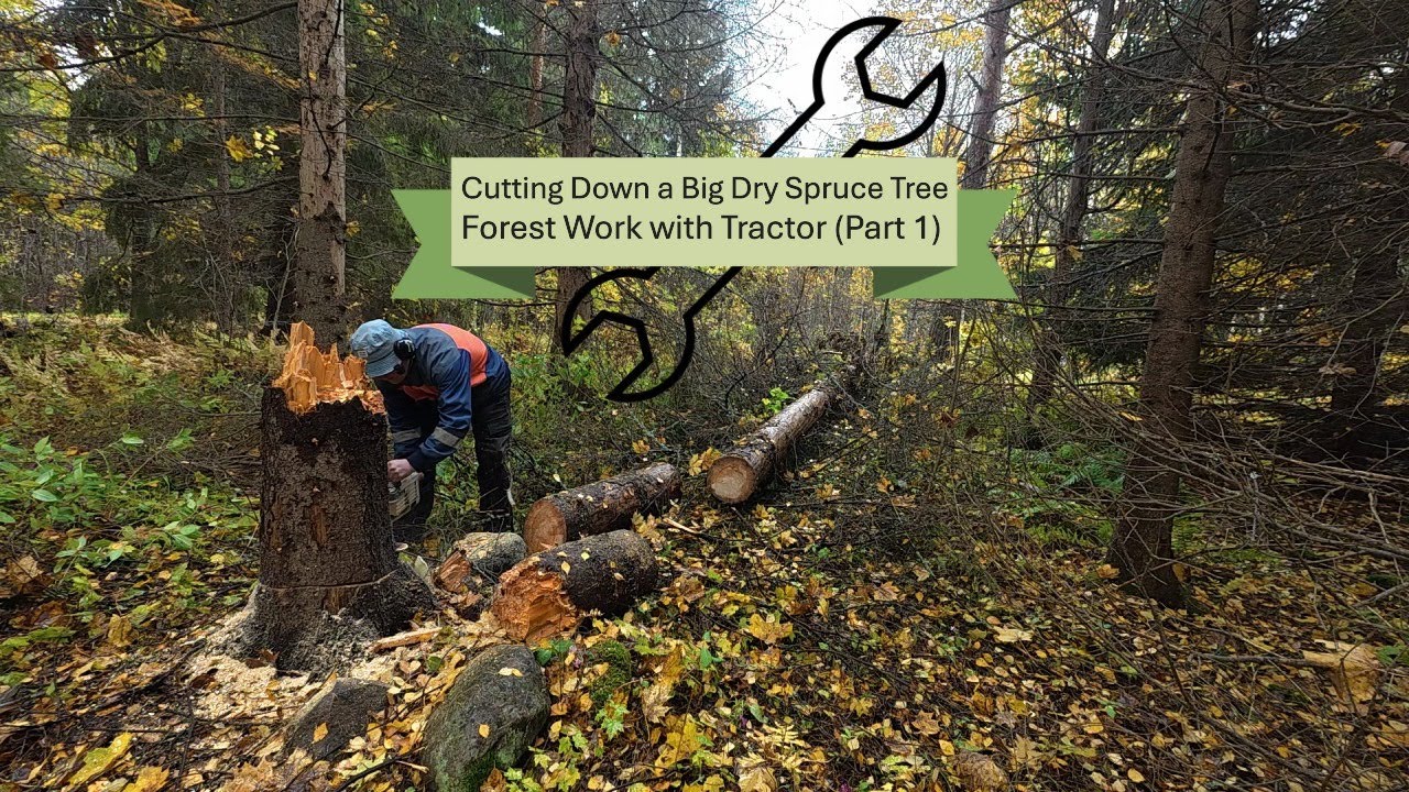 Cutting Down a Big Dry Spruce Tree – Forest Work with Tractor (Part 1 ...
