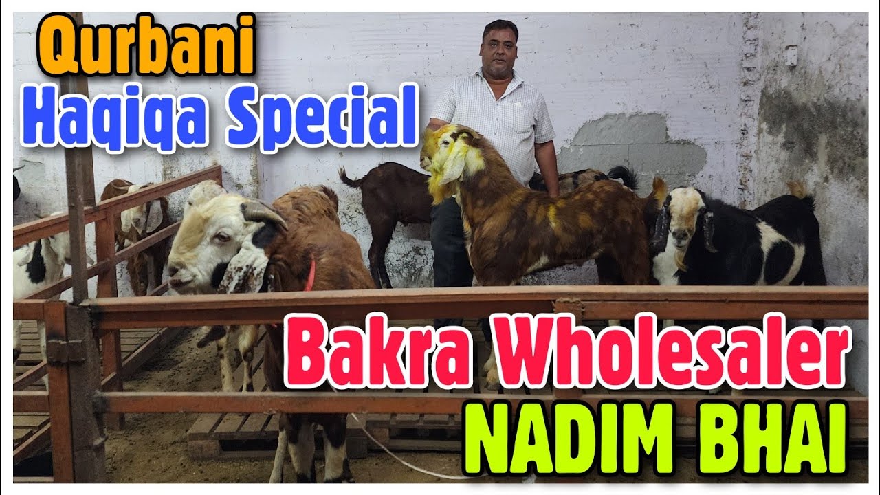 Goat Wholesaler In India NADIM BHAI | Saste Bakro Ka Khazana In ...