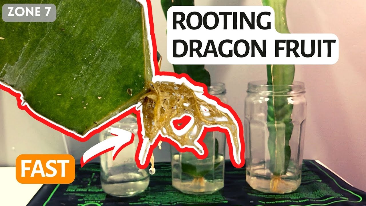 How to Root Dragon Fruit Cuttings FAST & EASIEST Way! How to grow ...