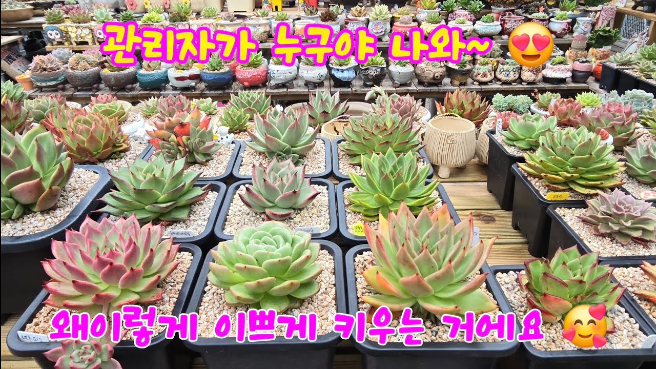 오랜만에 찾은 임보처 아가들 이쁘게 잘크고 있네요 역시 꾸준한 관리가 최고 랍니다 임보아가들 감사합니다 묵둥이 임시보호 창 다육이 귀둥이 라온다육 달콤한총각다육