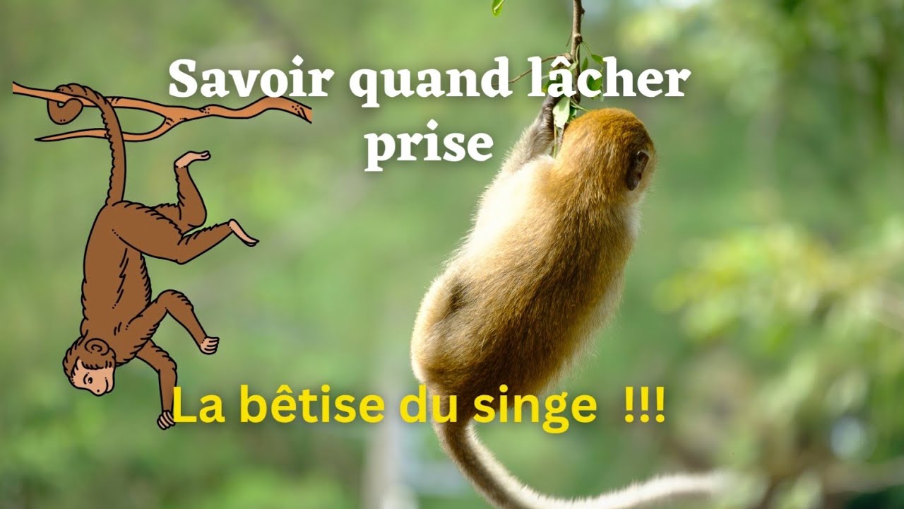 Savoir quand lâcher prise !! c'est l'histoire sur la bêtise du singe ...