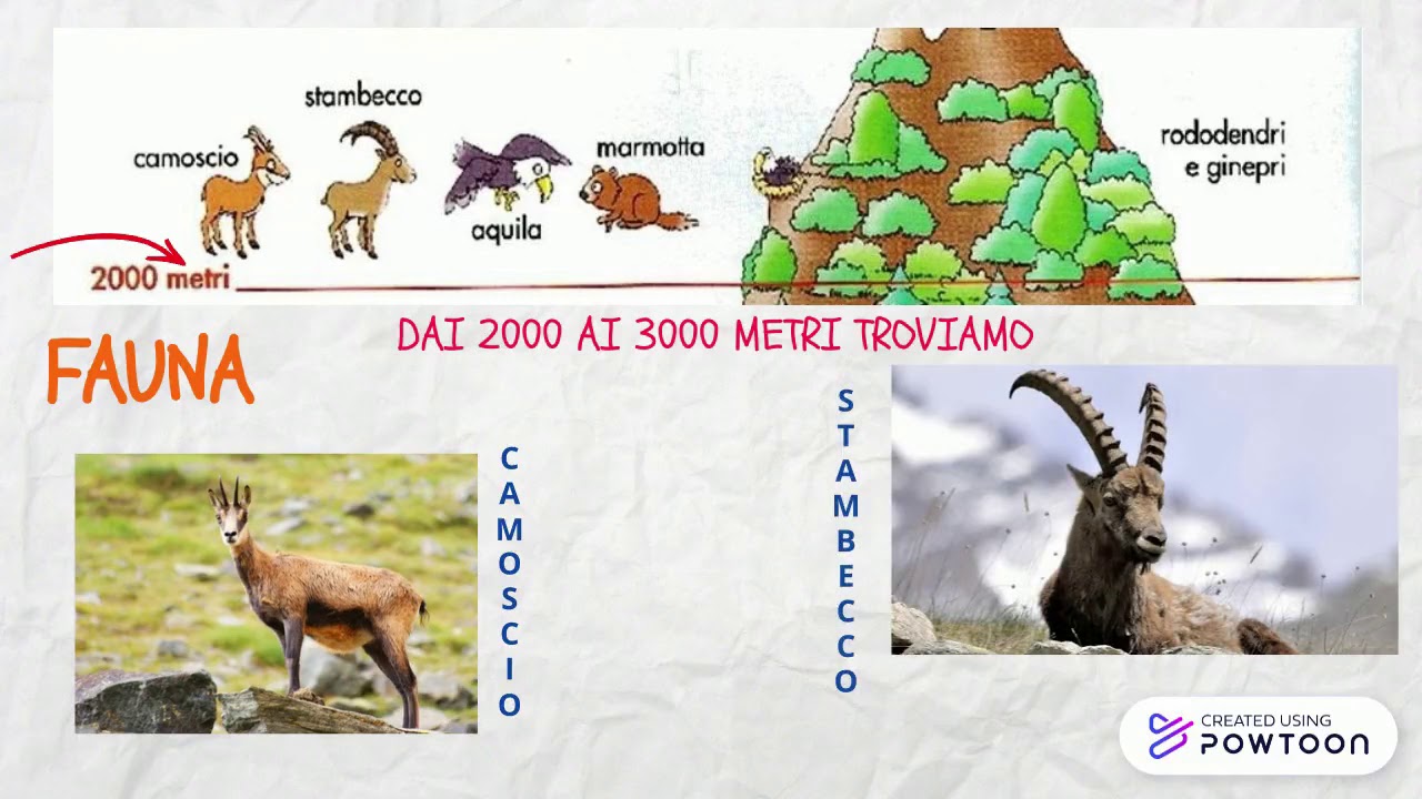 FLORA E FAUNA DELLA MONTAGNA - YouTube