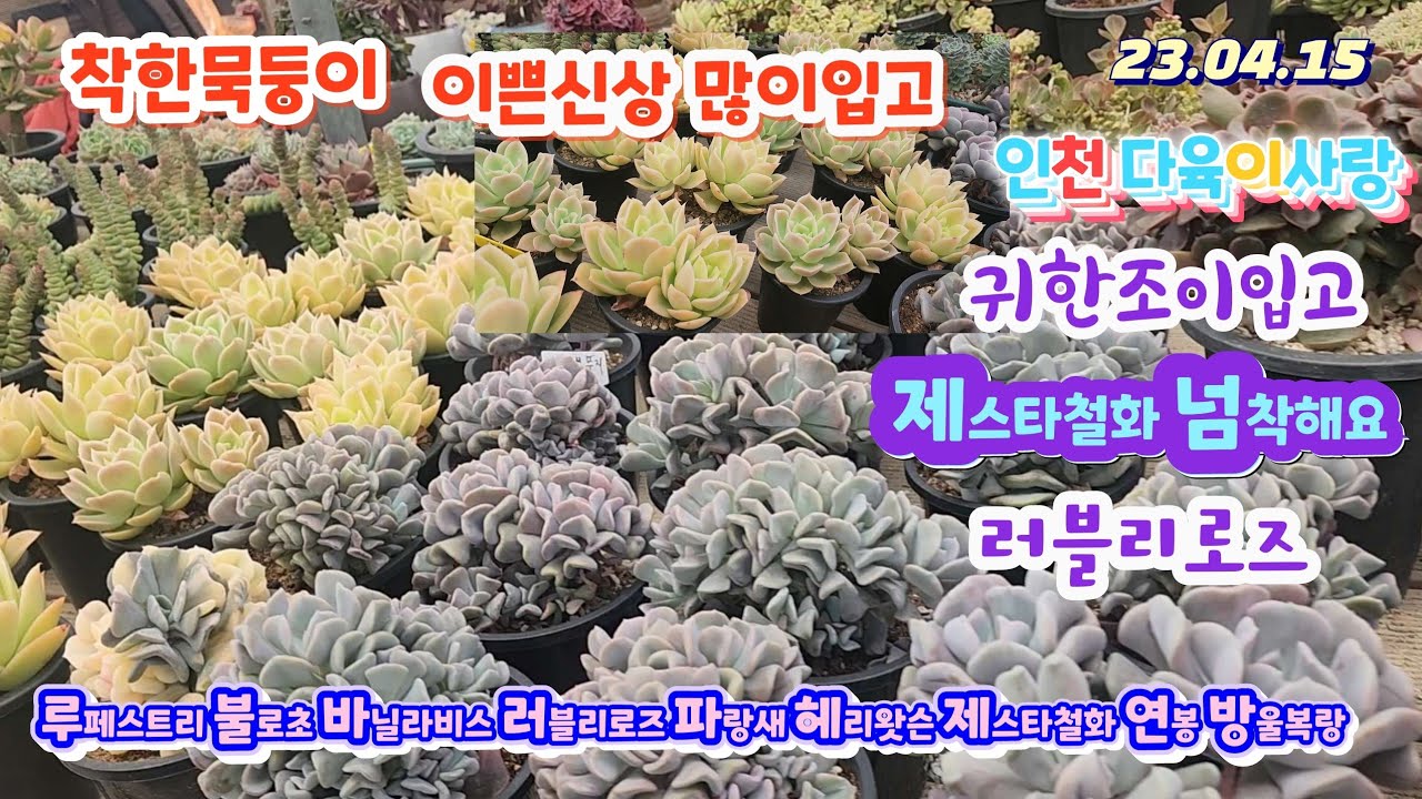 인천다육이사랑2묵둥이신상제스타조이불로초바닐라비스큐빅금무지파스텔철화러블리로즈방울복랑화이트그리니파랑새멜로디