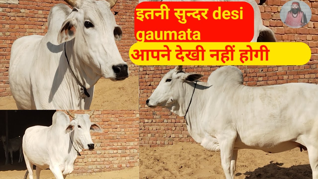 🙏🙏 pure desi gaumata | desi cow | dadadolhadairyfarm - YouTube