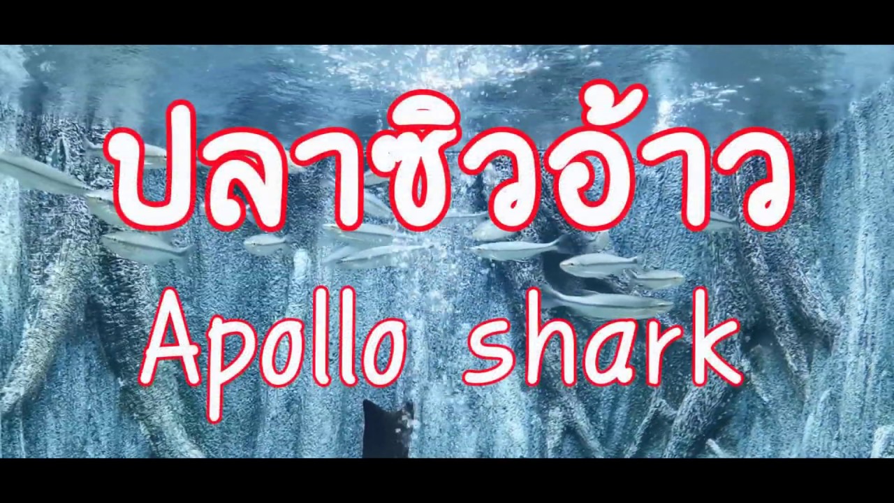 ปลาซิวอ้าว Apollo shark ,Shark minnow - YouTube