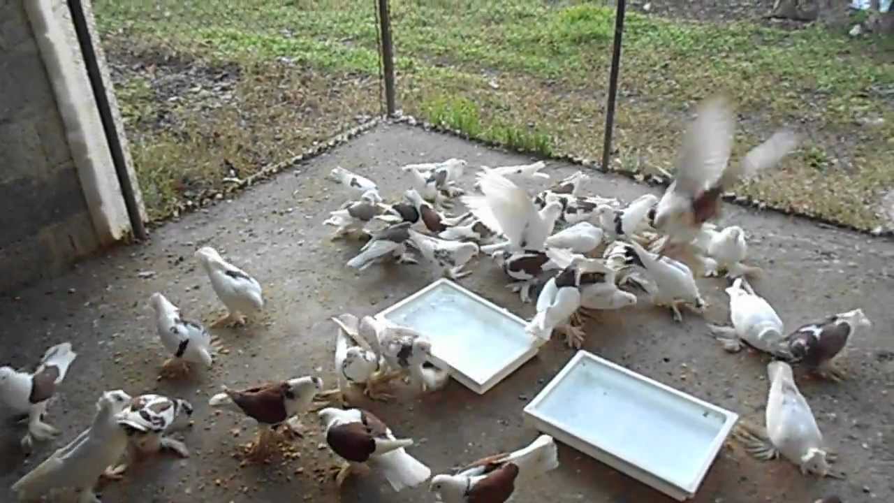 pellumba shkoder 2013 - YouTube