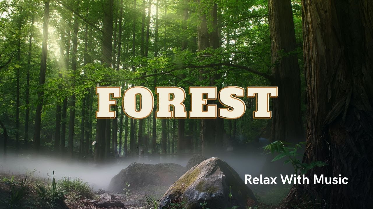 Dense and Beautifully Green Forest Music from Worries and for ...