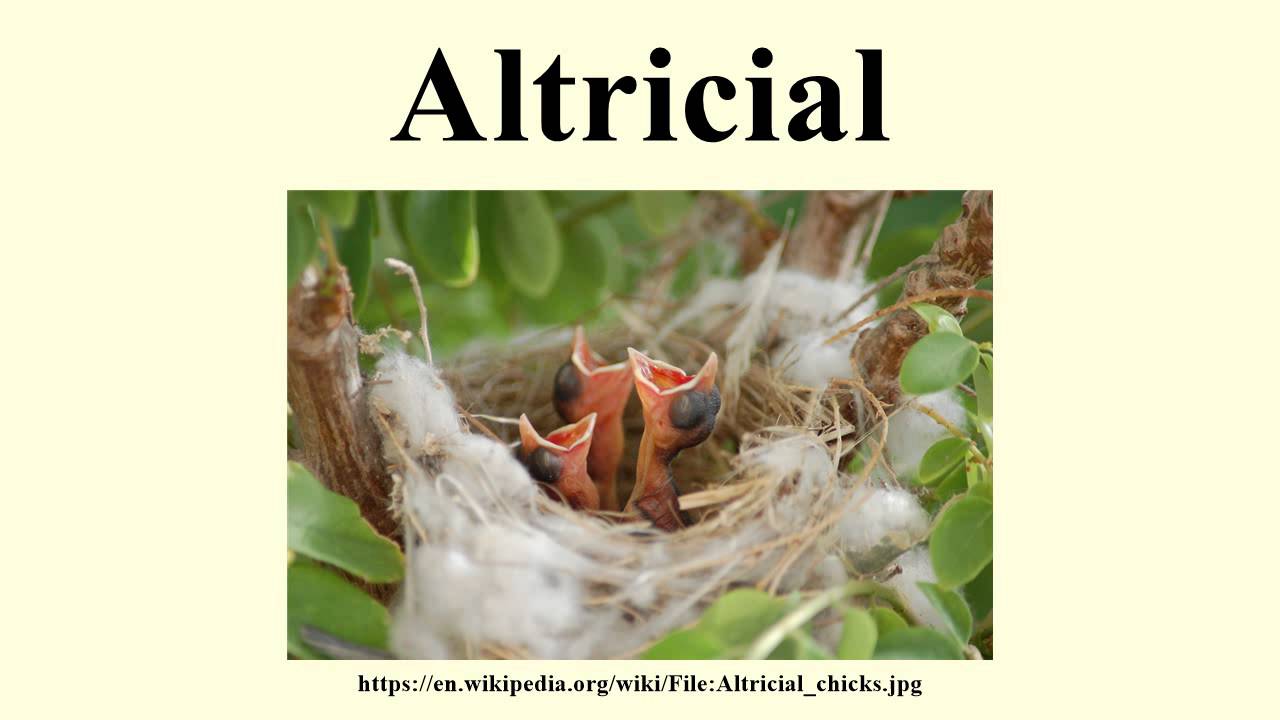 Altricial - YouTube