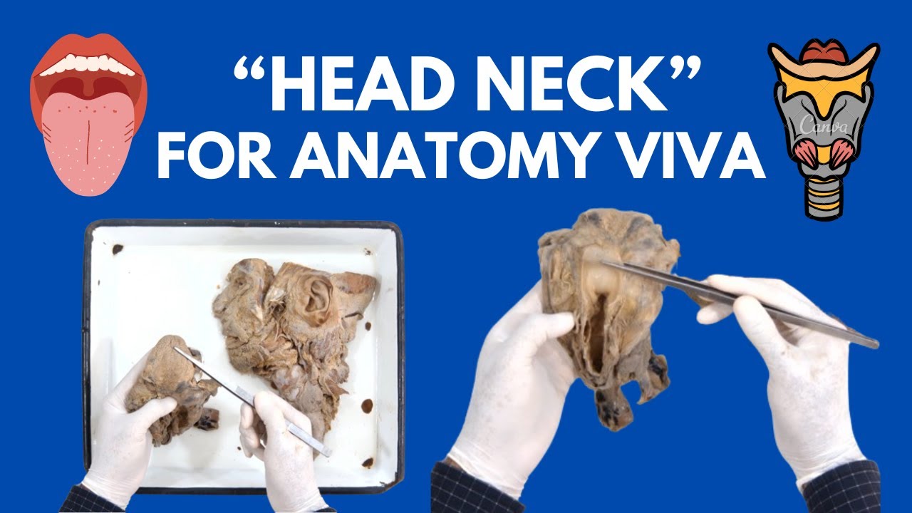 Head Neck Specimens Demonstration for Anatomy Viva | Tongue, Larynx and ...