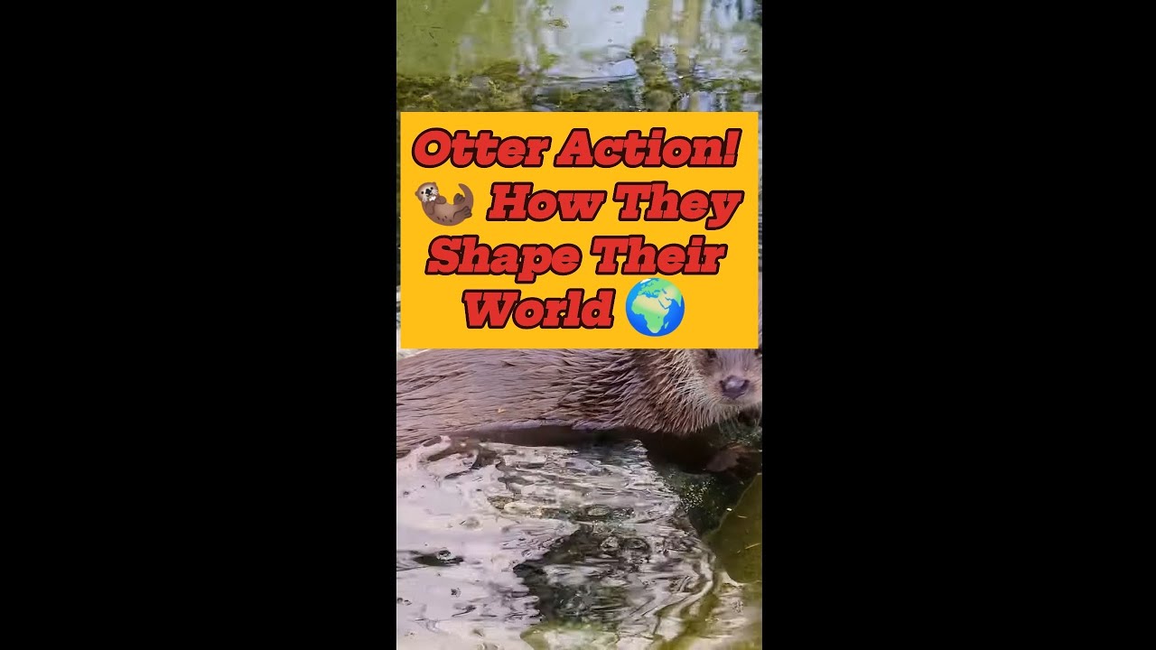 Otter Action! 🦦 How They Shape Their World 🌍 - YouTube