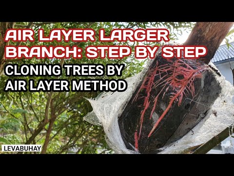 HOW TO AIR LAYER A LARGE WILLOW TREE | AIR LAYER STEP BY STEP | CLONING ...