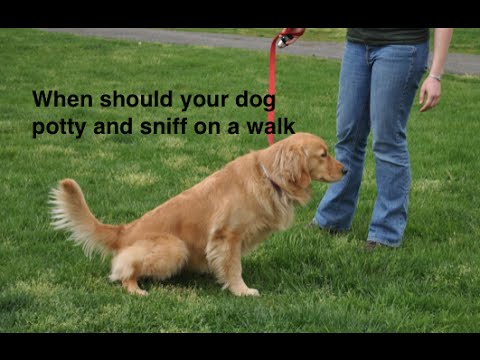 Taking Potty Breaks on Structured Walks - YouTube